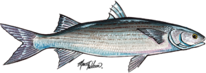 Finfish - Mississippi Seafood